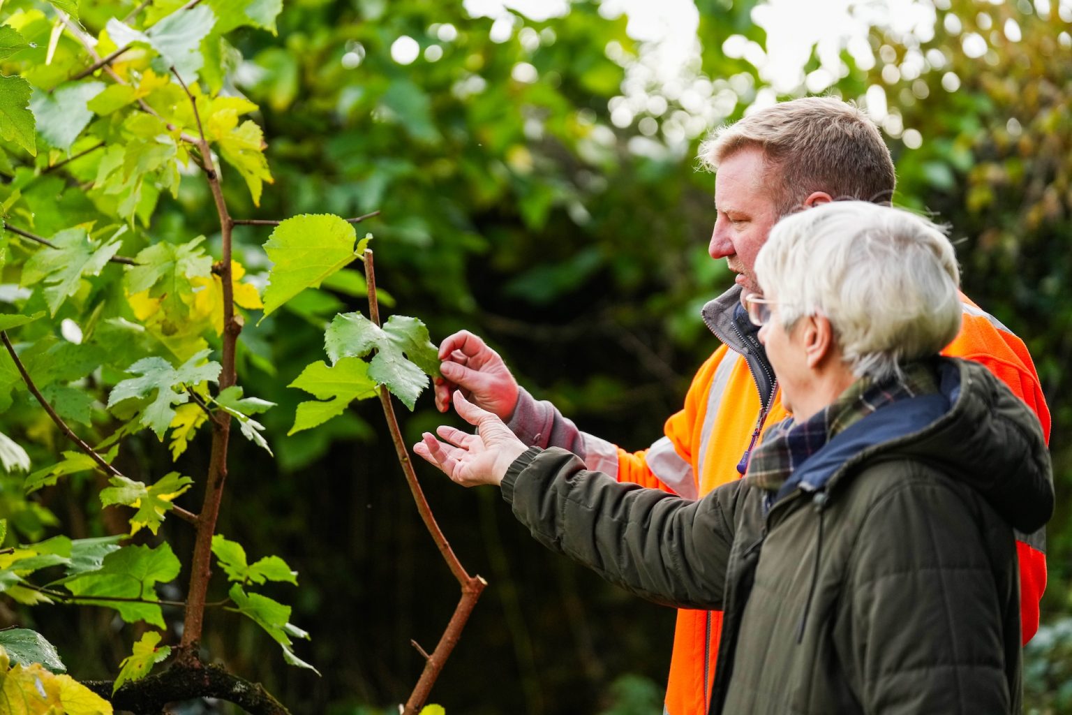 How Tree Planting Can Help Offset Carbon and Improve Biodiversity