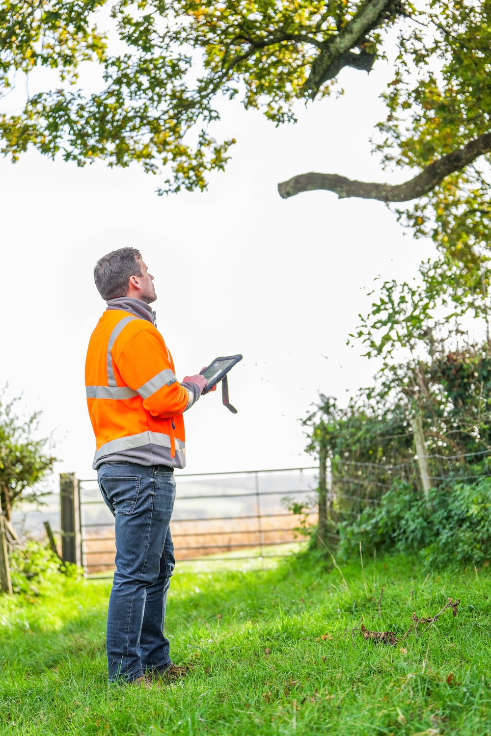 Crown Lifting - Devon Tree Services