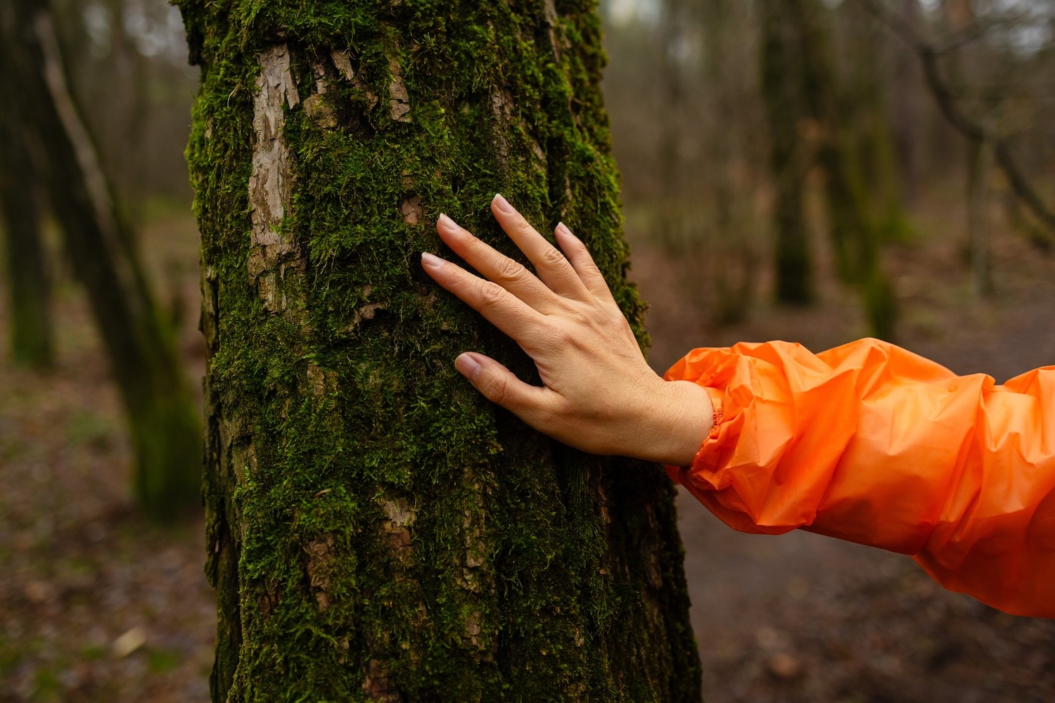 Is Tree Removal Justified? - Devon Tree Services