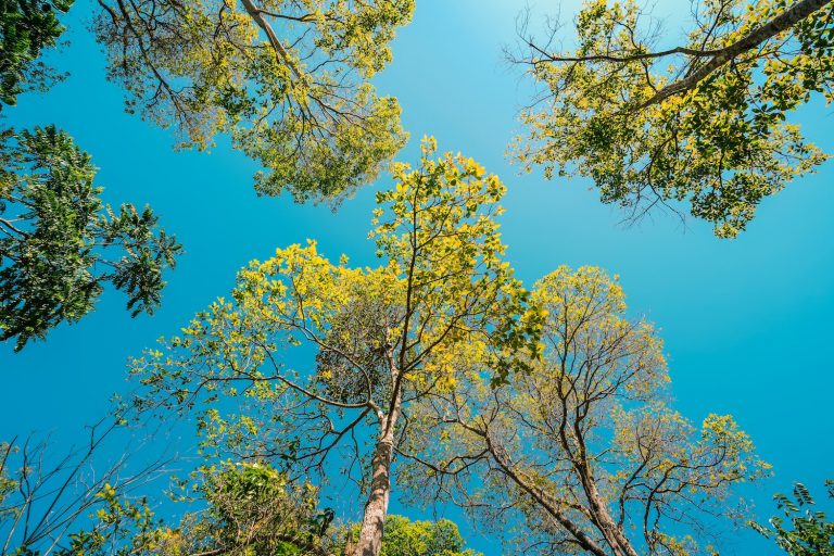 Why You Shouldn’t Be Topping Trees and What to Do Instead